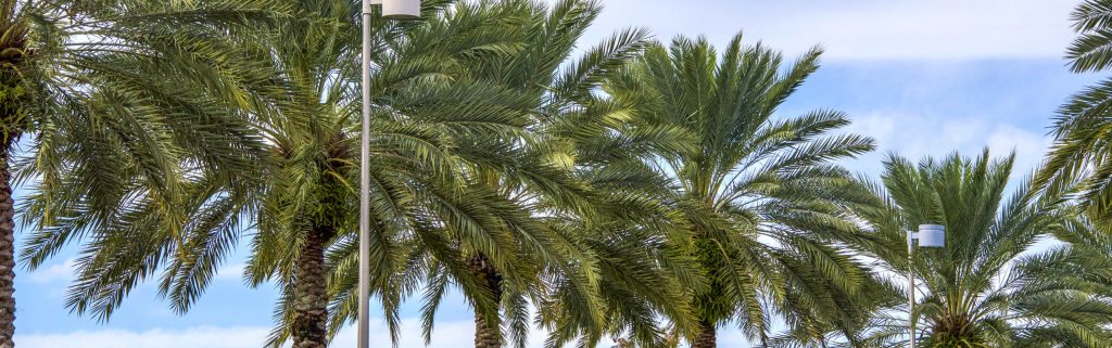 Commercial Palm Tree Care And Maintenance | U.s. Lawns
